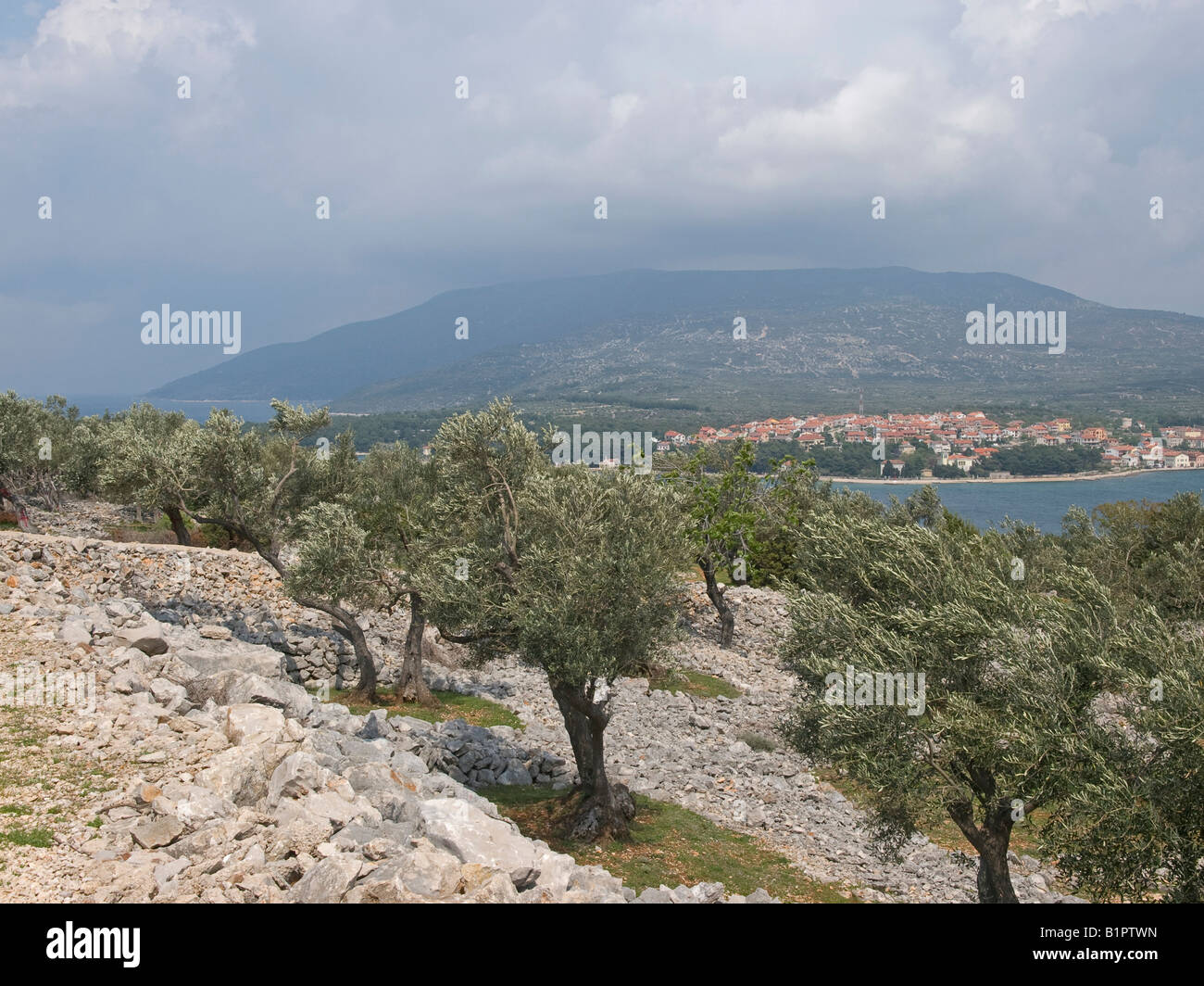 Terraces olive trees hi-res stock photography and images - Alamy