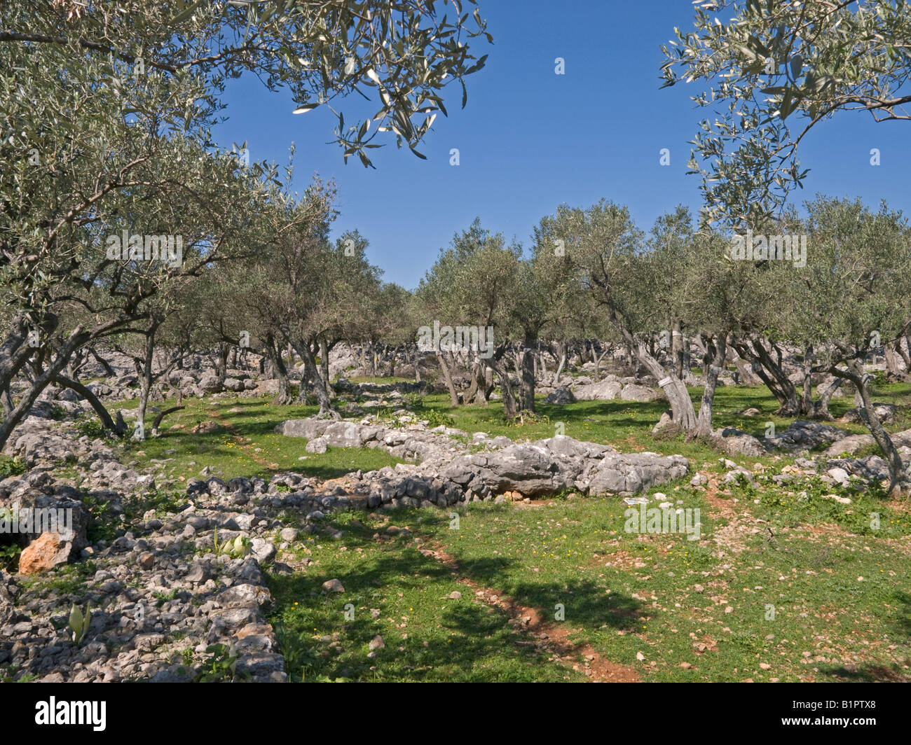 Terraces Olive Trees High Resolution Stock Photography and Images - Alamy