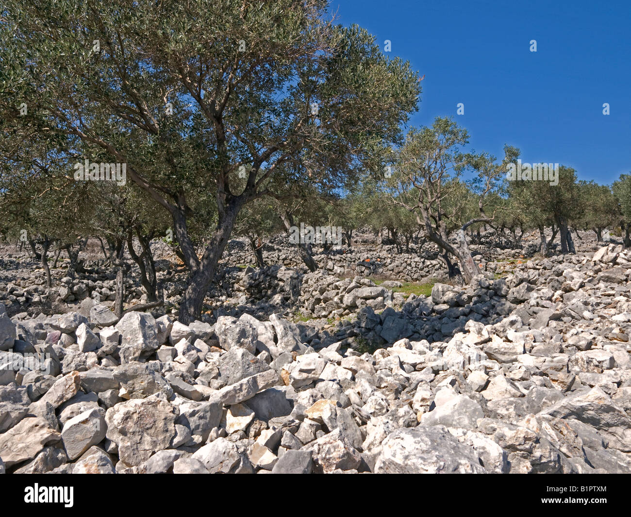 Terraces Olive Trees High Resolution Stock Photography and Images - Alamy