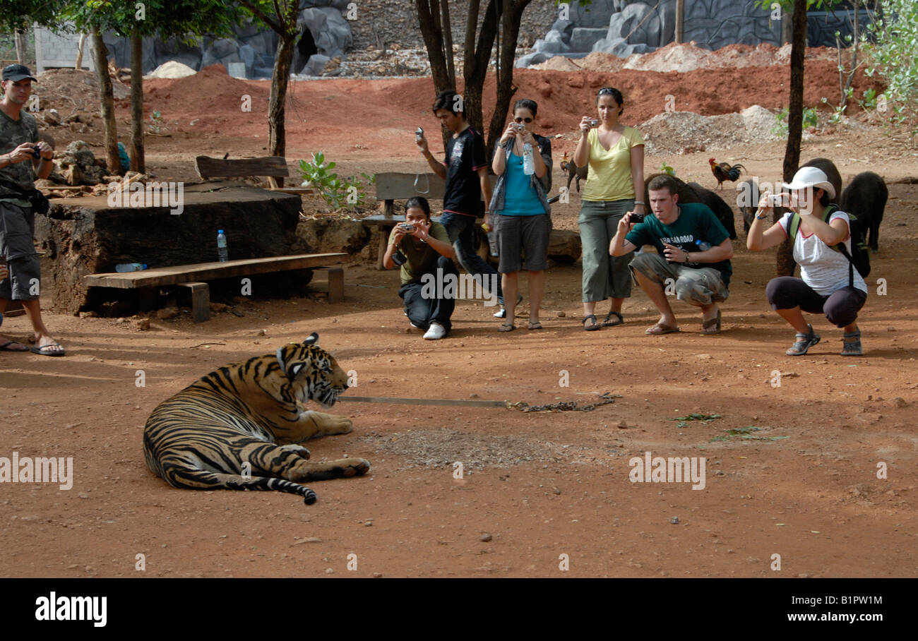 Tourists photographing chained tiger, Kanchanaburi Tiger Temple ...