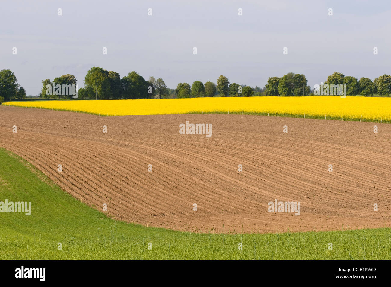 Polish farm crops hi-res stock photography and images - Alamy