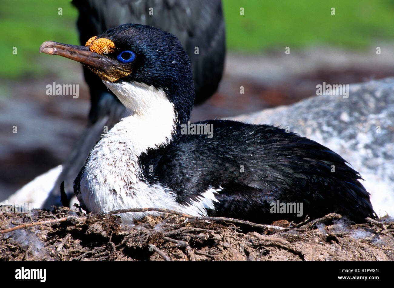 cormoran kerguelen imperial Shag aka Blue eyed Shag Phalacrocorax ...