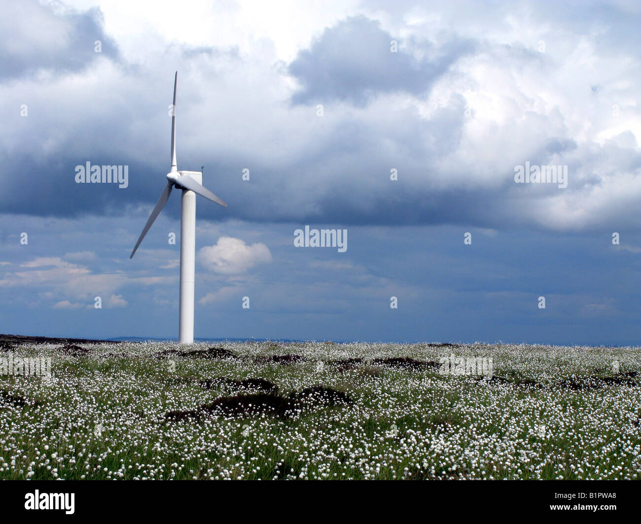 A wind farm in a field of cotton grass Stock Photo - Alamy