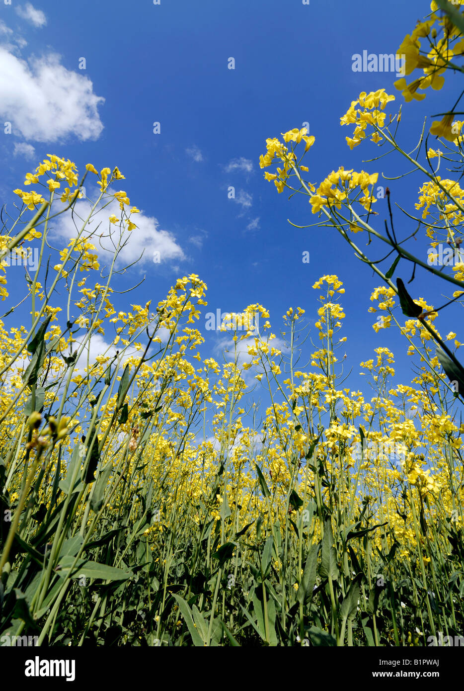 Field of yellow rape seed Stock Photo - Alamy