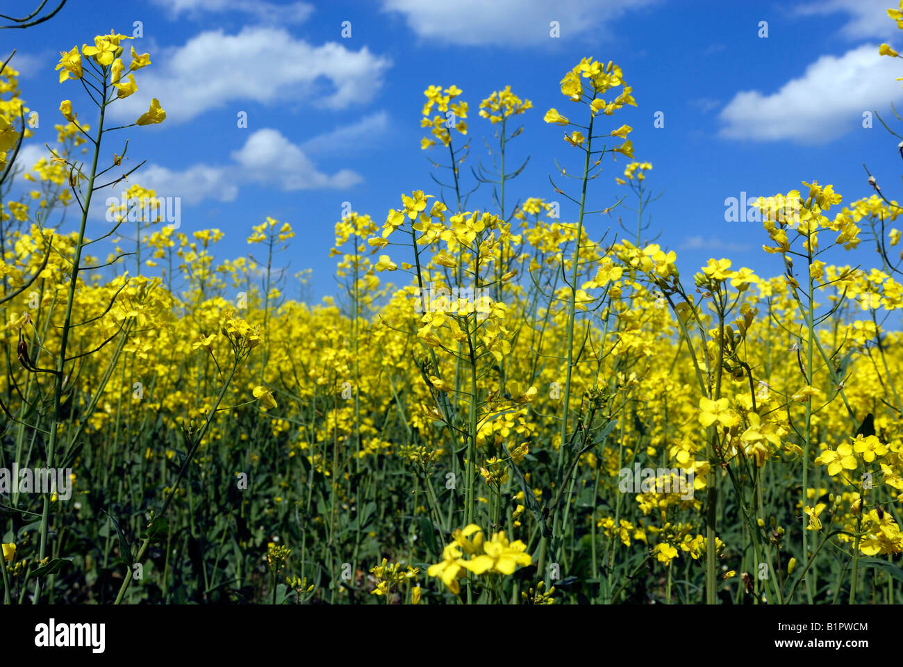 Field of yellow rape seed Stock Photo - Alamy