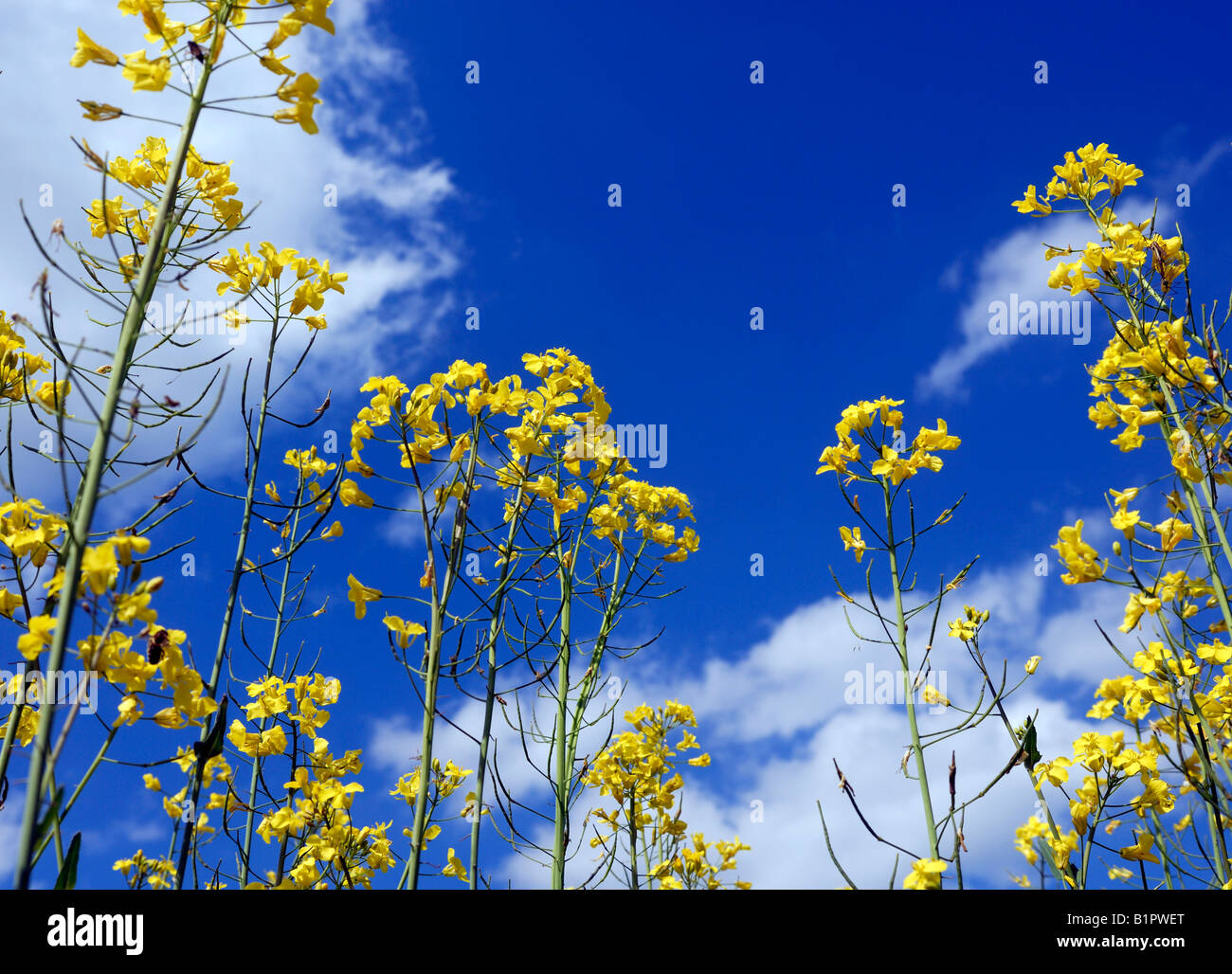 Field of yellow rape seed Stock Photo - Alamy