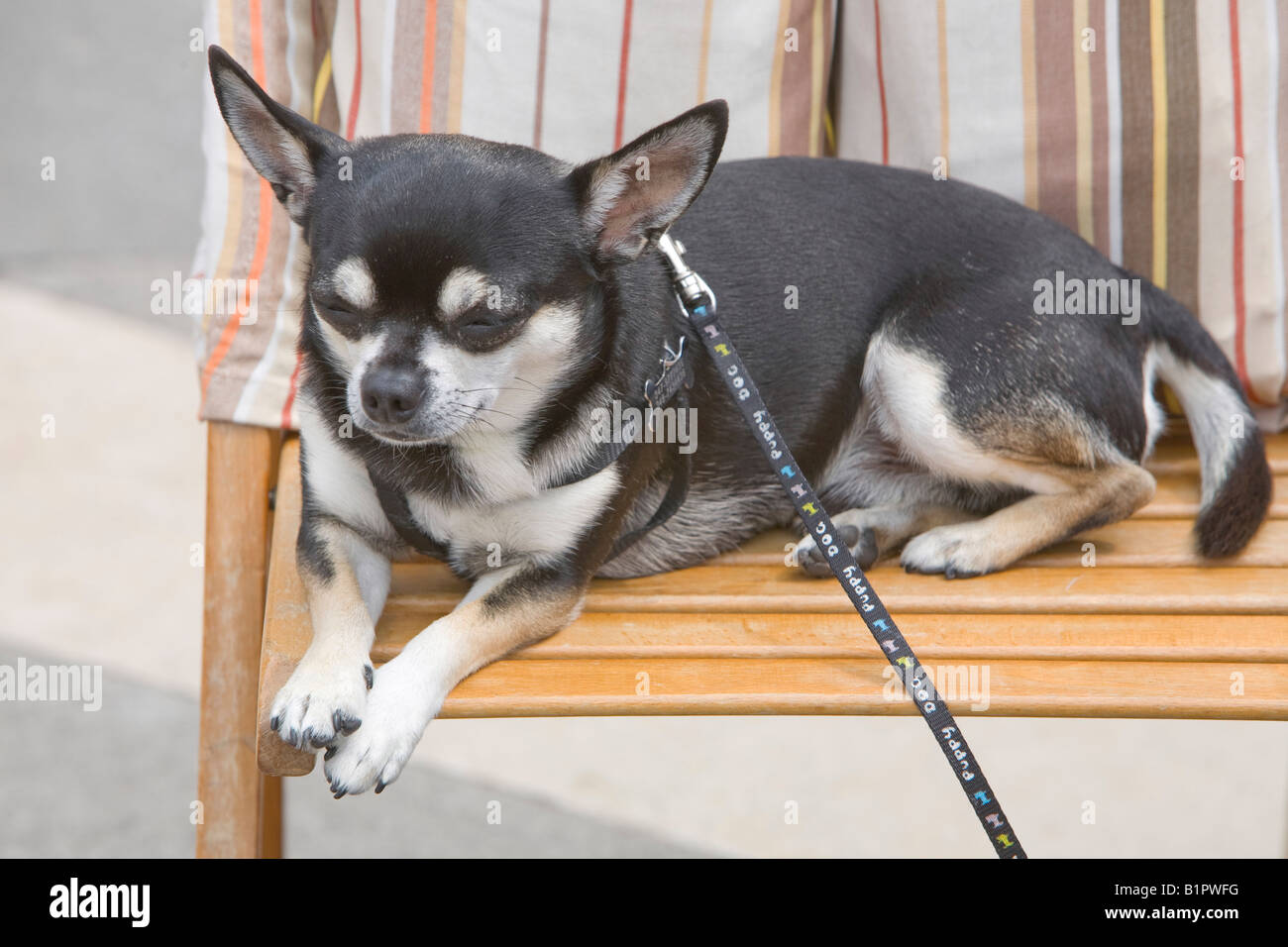 A dog sat on a chair Stock Photo - Alamy