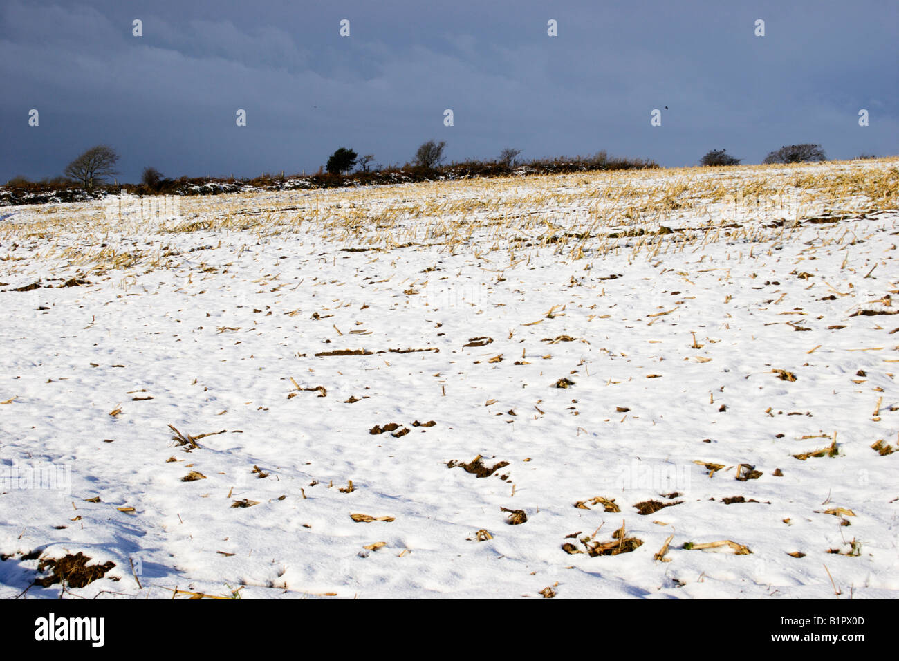 Stubble Field Covered in Snow in Winter, near Swansea, South Wales, U.K ...