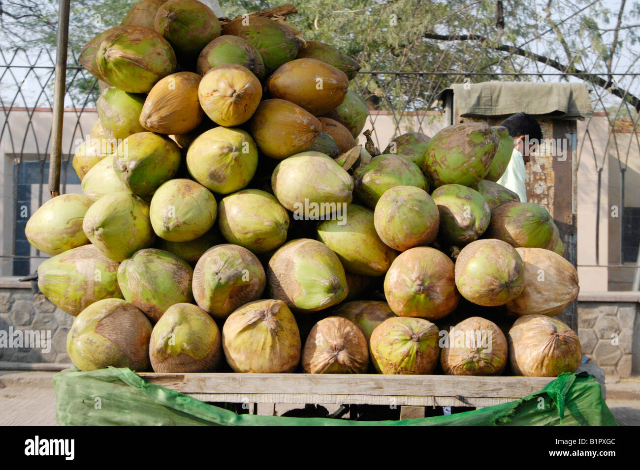 Coconuts on cart, New Delhi India Stock Photo - Alamy