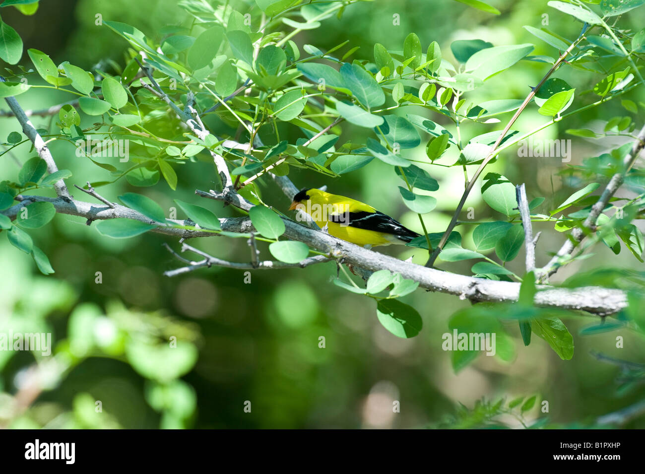 Least concern species hi-res stock photography and images - Alamy