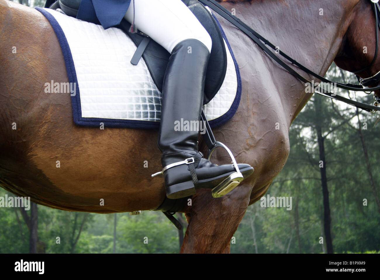 Leg of Equestrian on Horseback Stock Photo - Alamy