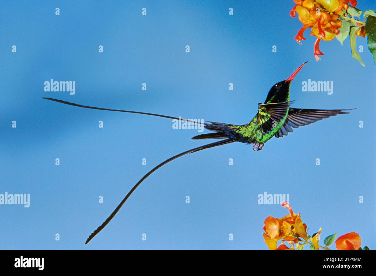 Red-billed Streamertail Hummingbird Trochilus polytmus male feeding on ...