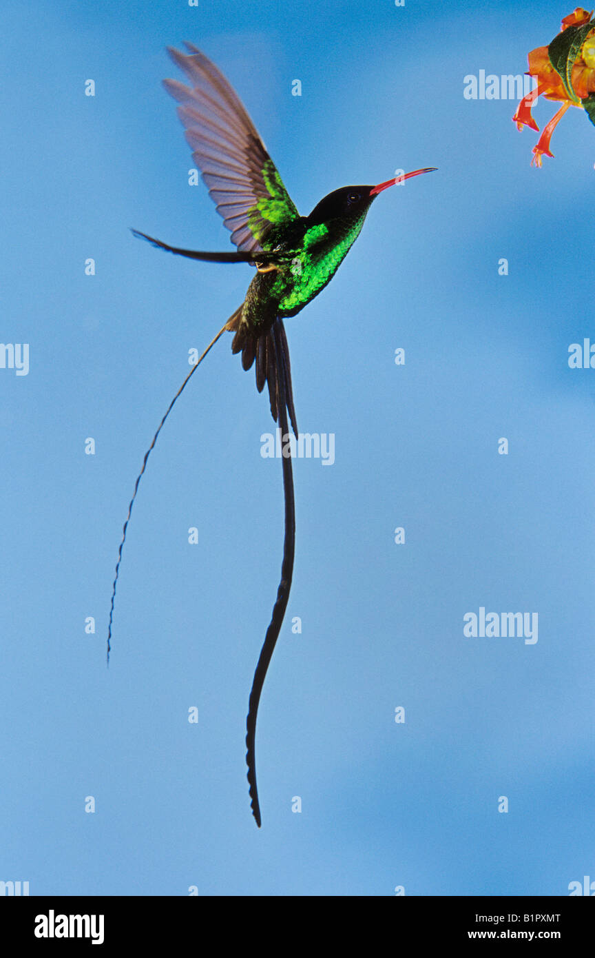 Red-billed Streamertail Hummingbird Trochilus polytmus male feeding on ...