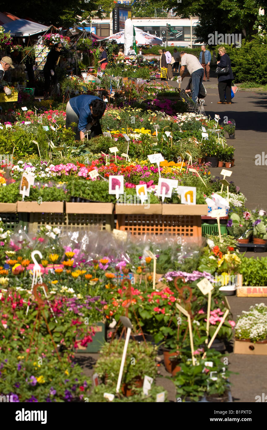 Flower stalls Szczecin Poland Stock Photo - Alamy