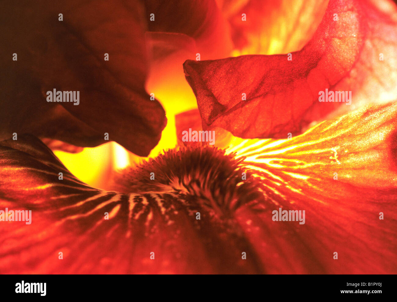 Center of red iris, glow light artistic arrangement nature natural ...