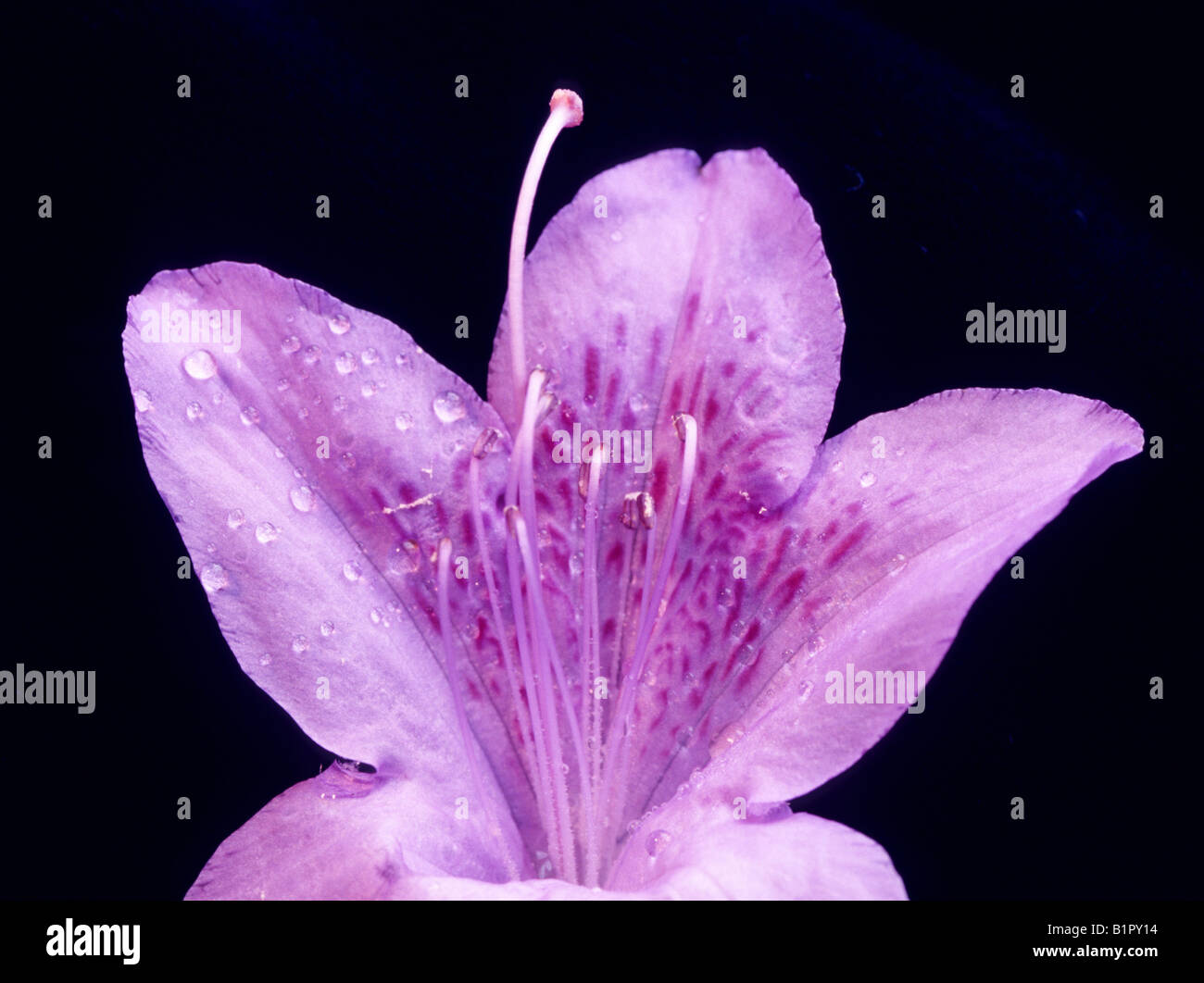 Violet azalea hi-res stock photography and images - Alamy