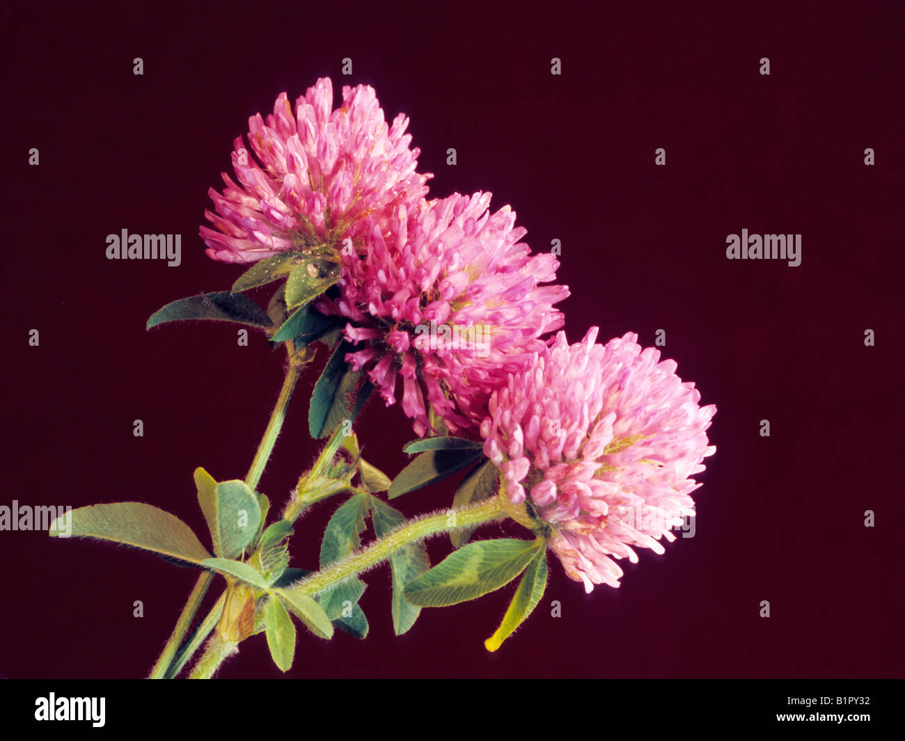 Three of the kind pink red lavender wild flowers cut out Stock Photo ...
