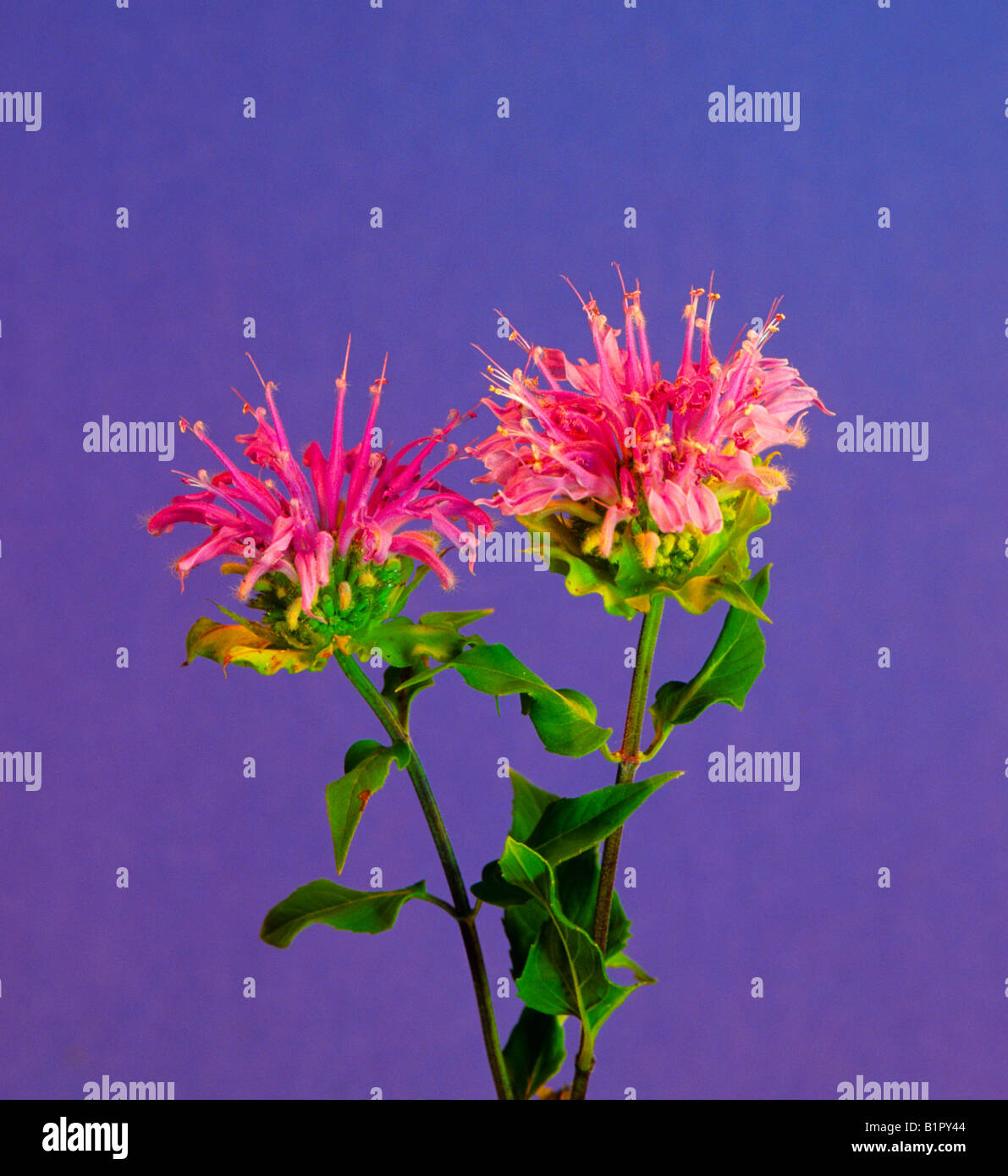 Two red flowers from prairie field nature natural flora floral ...