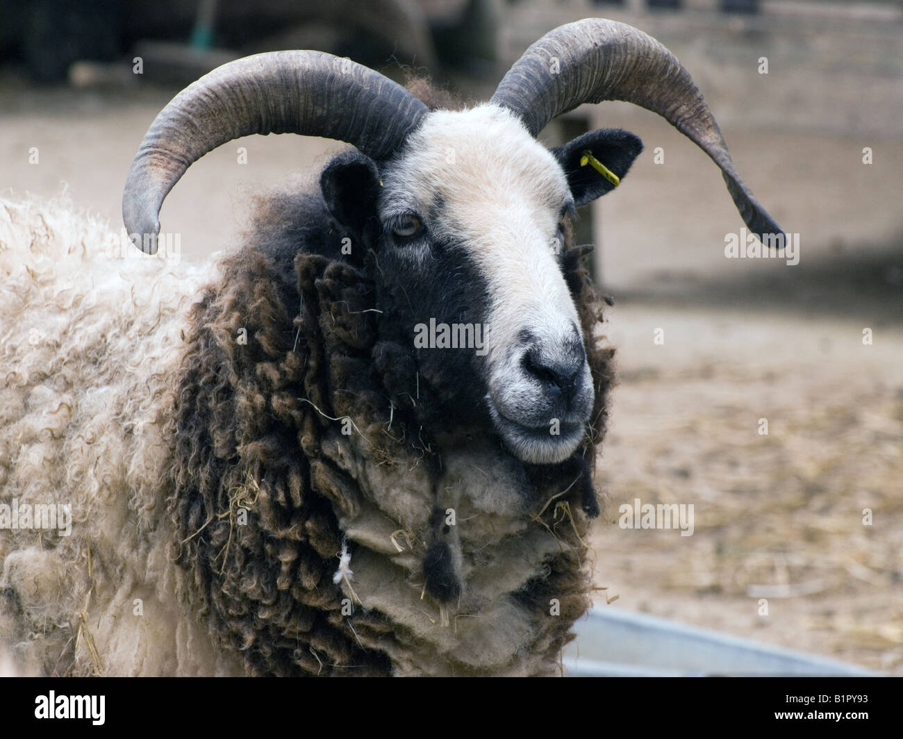 Jacob ram hi-res stock photography and images - Alamy