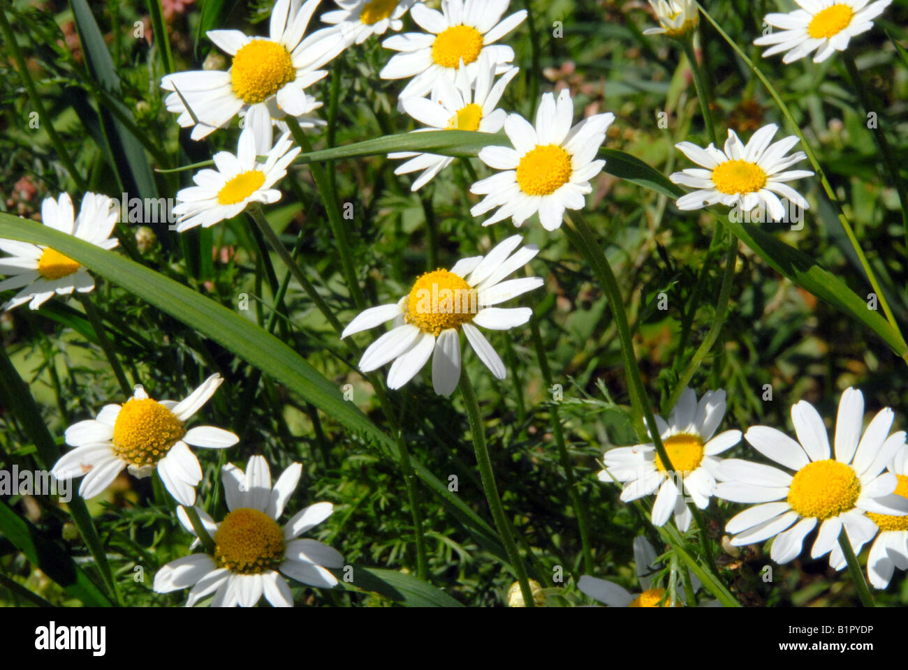 Detailsofnaturegallery hi-res stock photography and images - Alamy