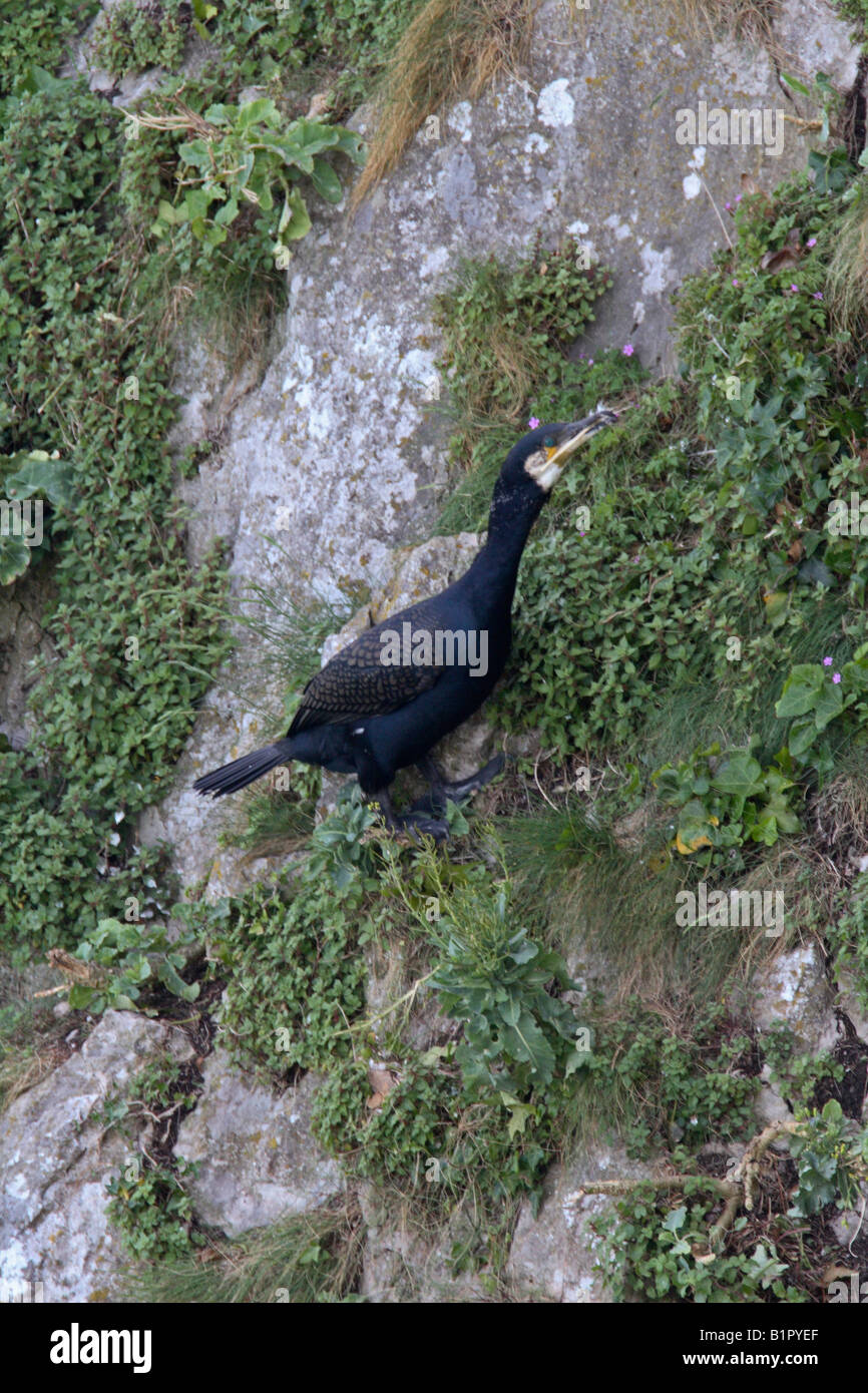 CORMORANT PHALACROCORAX CARBO COLLECTING NEST MATERIAL ON LIMESTONE ...