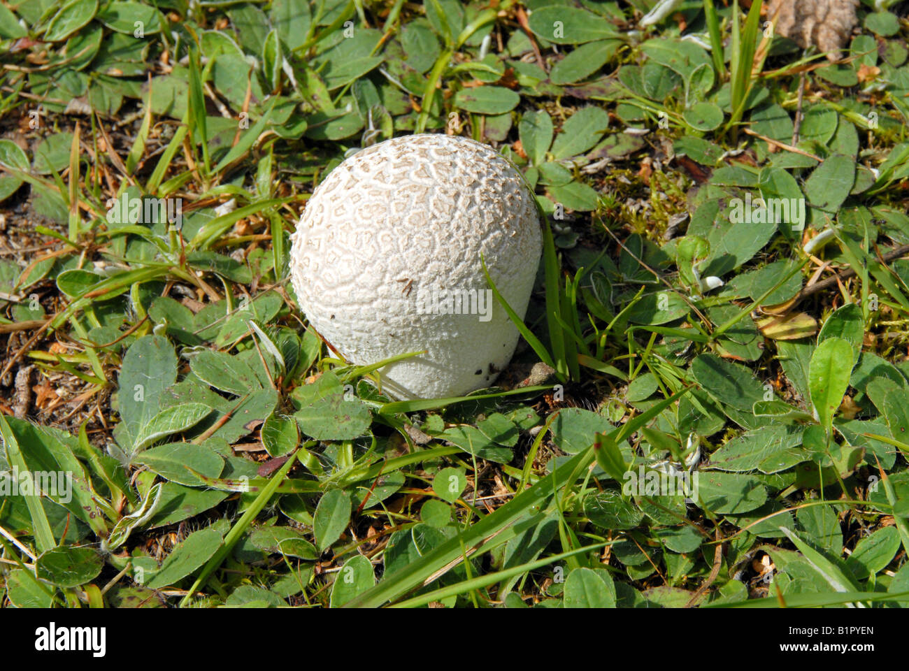 Puff ball toadstool hi-res stock photography and images - Alamy