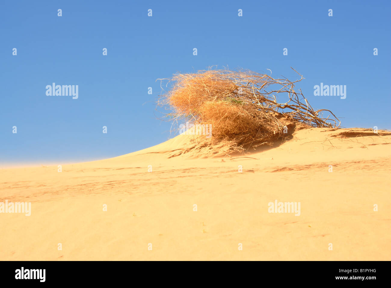 grass in desert Stock Photo - Alamy