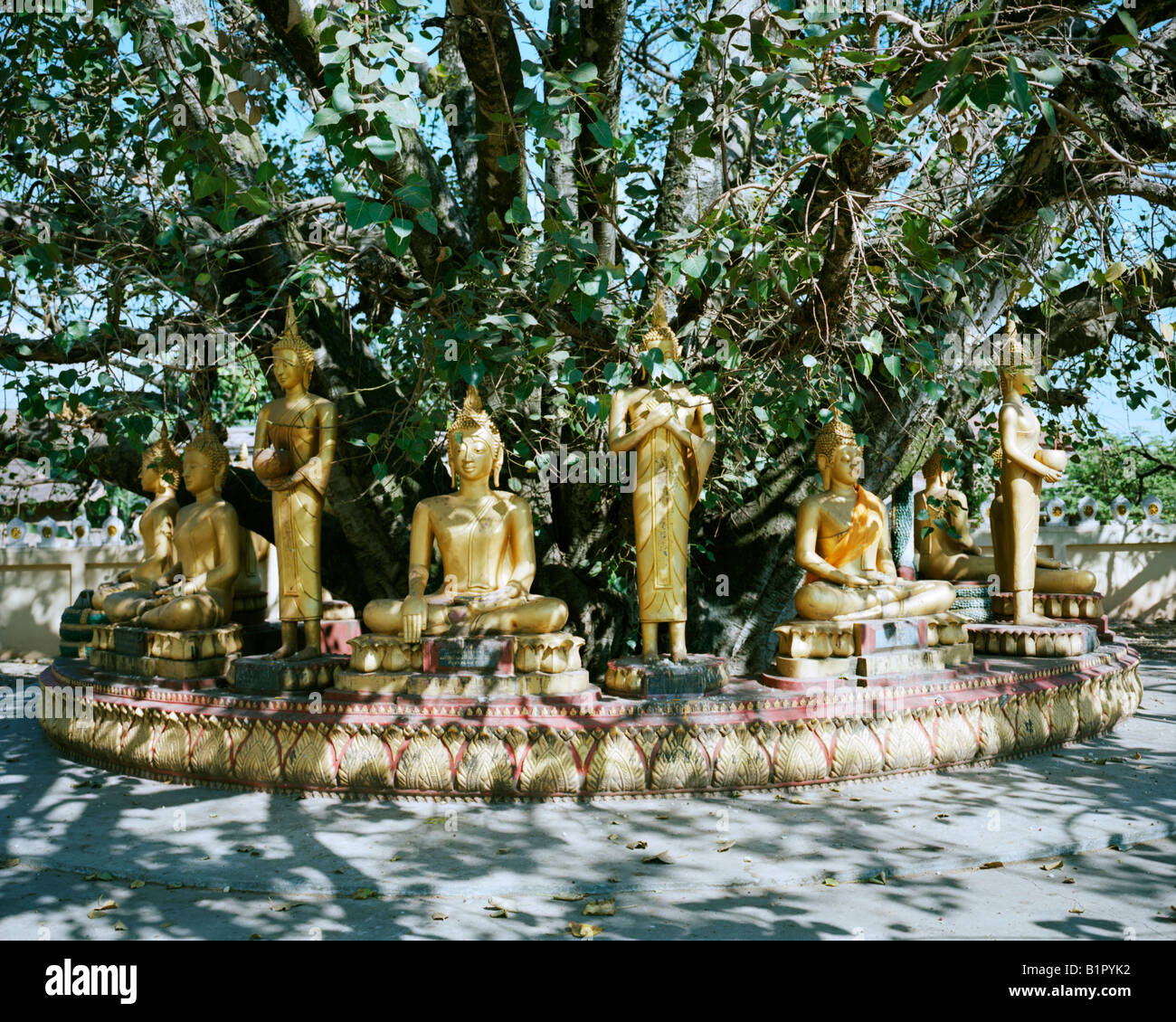Buddhas under a tree, Pha That Luang Stock Photo - Alamy