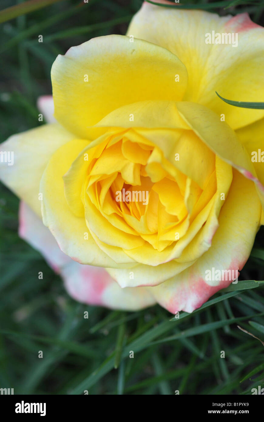 rose on meadow Stock Photo - Alamy