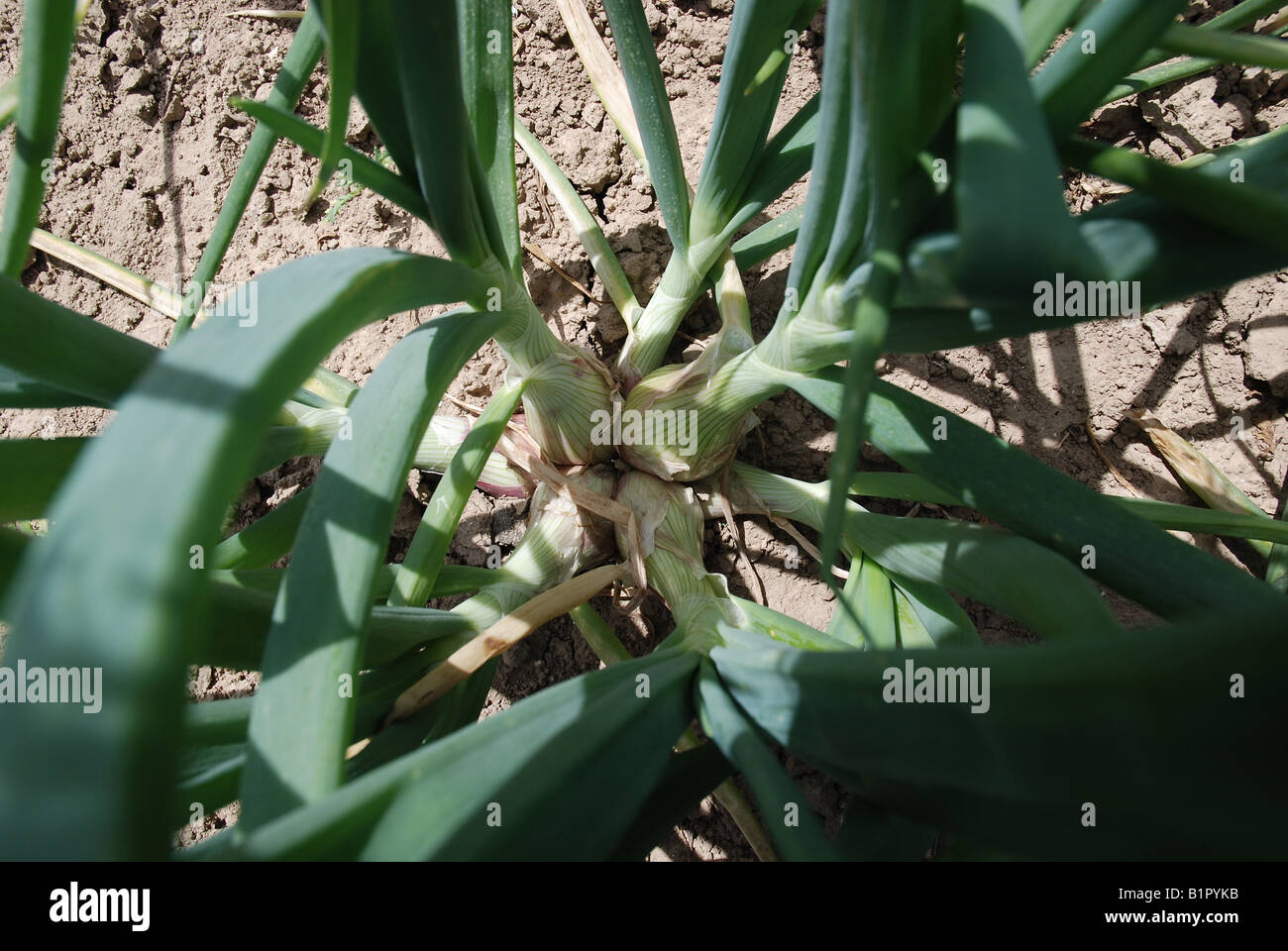 Roscoff brittany onions hi-res stock photography and images - Alamy
