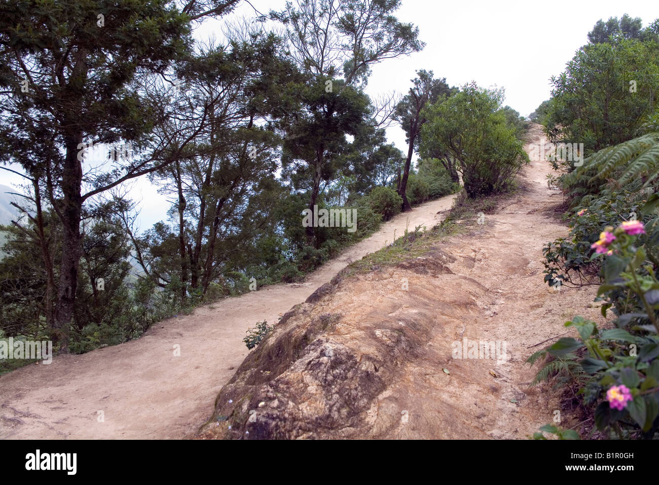 Dirt road with a hem of thick bushes leads to Viewing Platform at Top ...