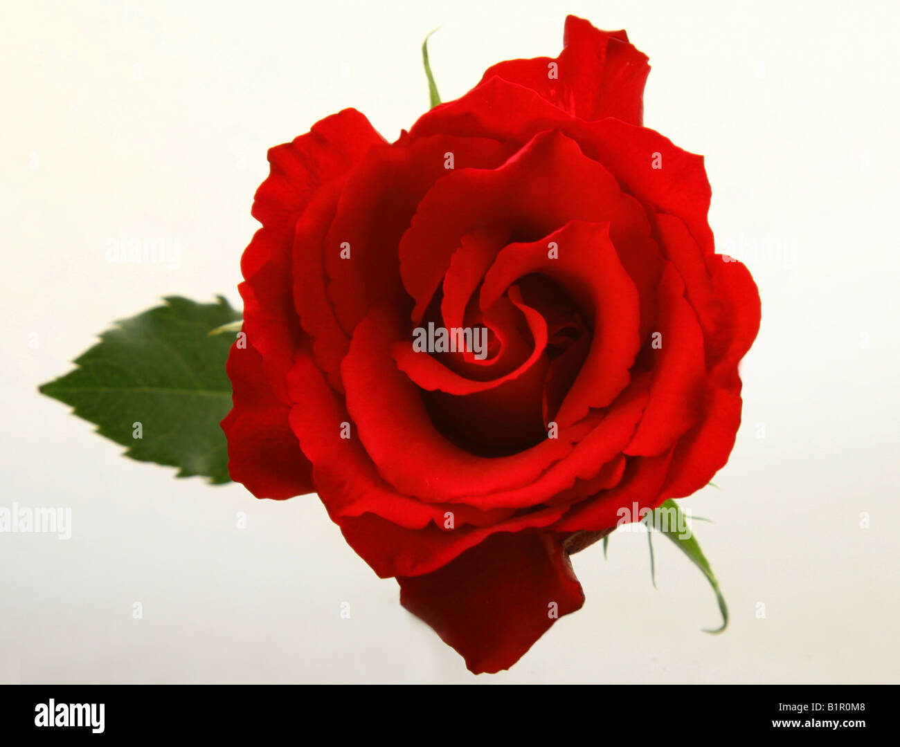 Red rose from above Stock Photo - Alamy