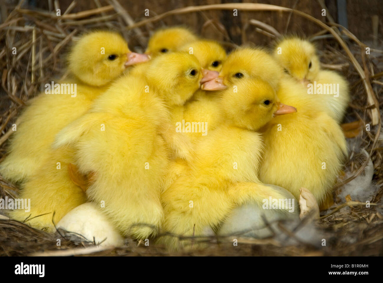 Duck nest ducklings hi-res stock photography and images - Alamy