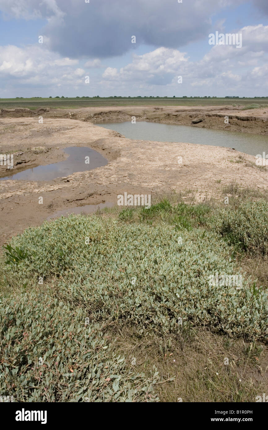 Salt marsh plants and habitat Freiston Shore Lincolnshire UK Stock ...