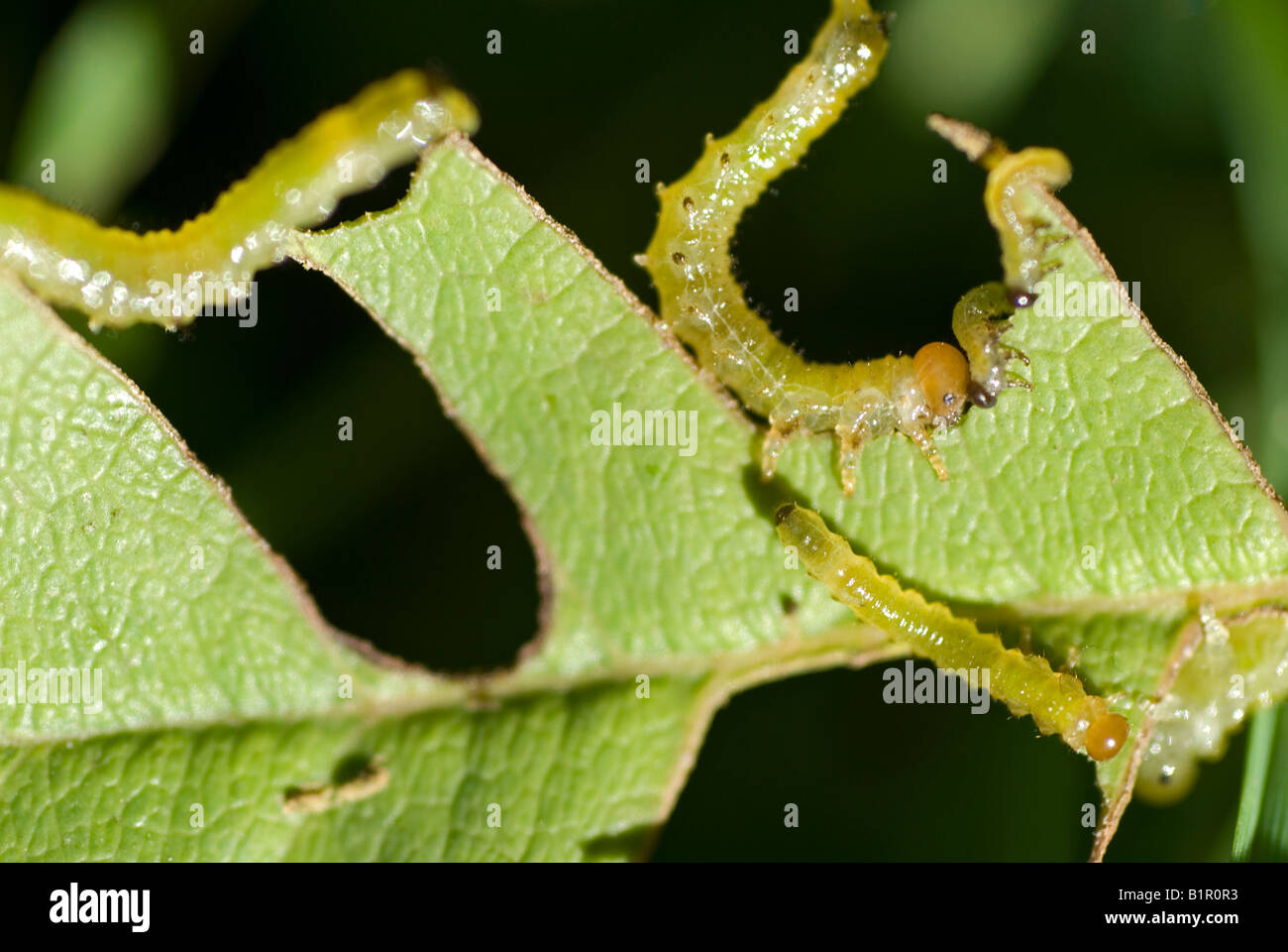 Caterpillar eating leaf hi-res stock photography and images - Alamy