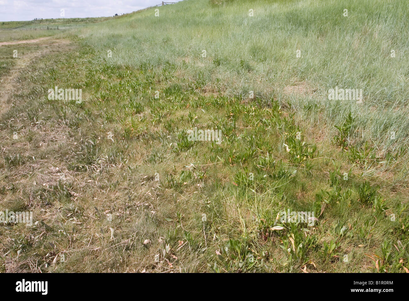 Transition habitat at base of sea wall salt marsh Freiston Shore ...
