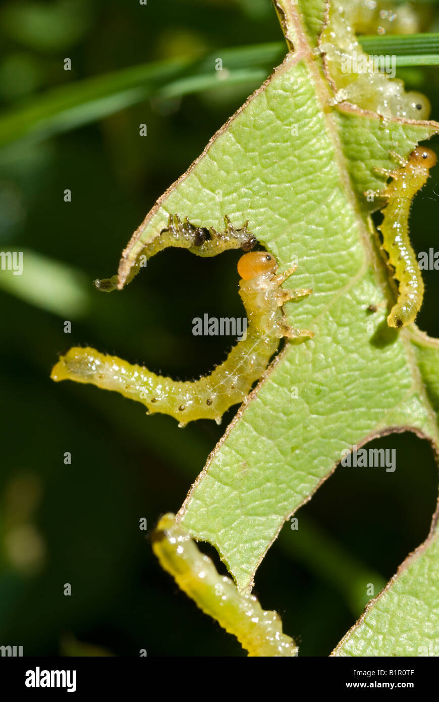 Caterpillar eating through leaf hi-res stock photography and images - Alamy