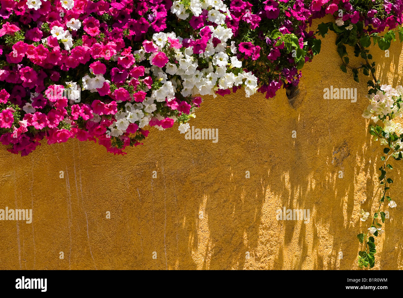Flowers hanging over a stucco wall Stock Photo - Alamy