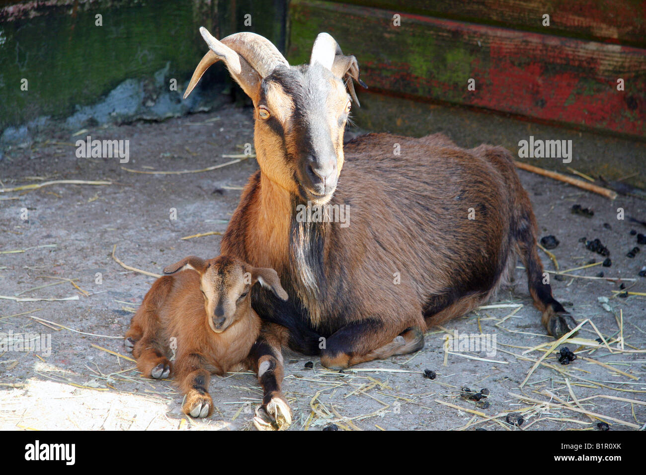 Goat and her baby resting in the shadows Stock Photo - Alamy