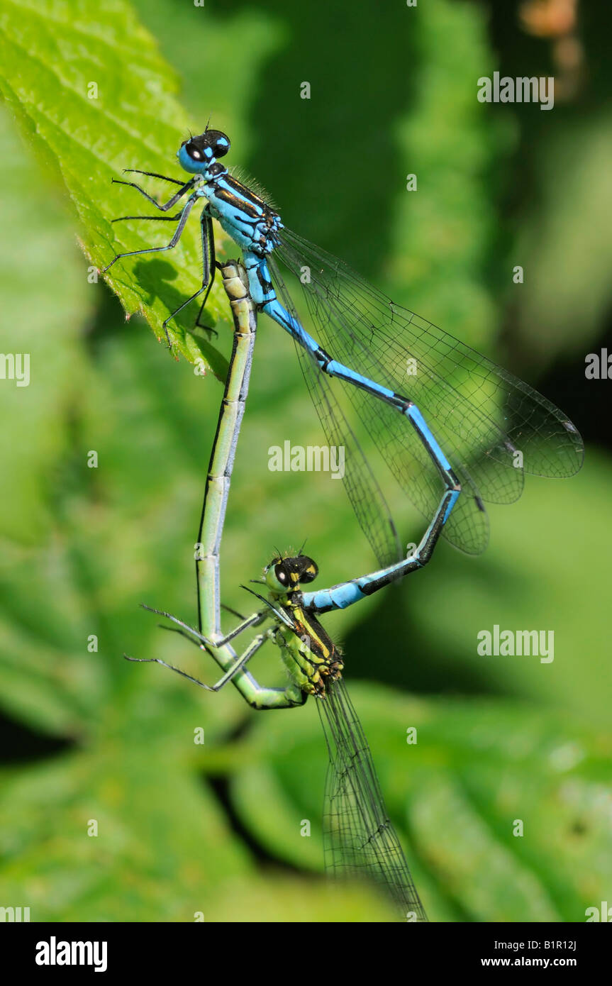 Azure Damselfly Coenagrion puella Pair in wheel mating Stock Photo - Alamy
