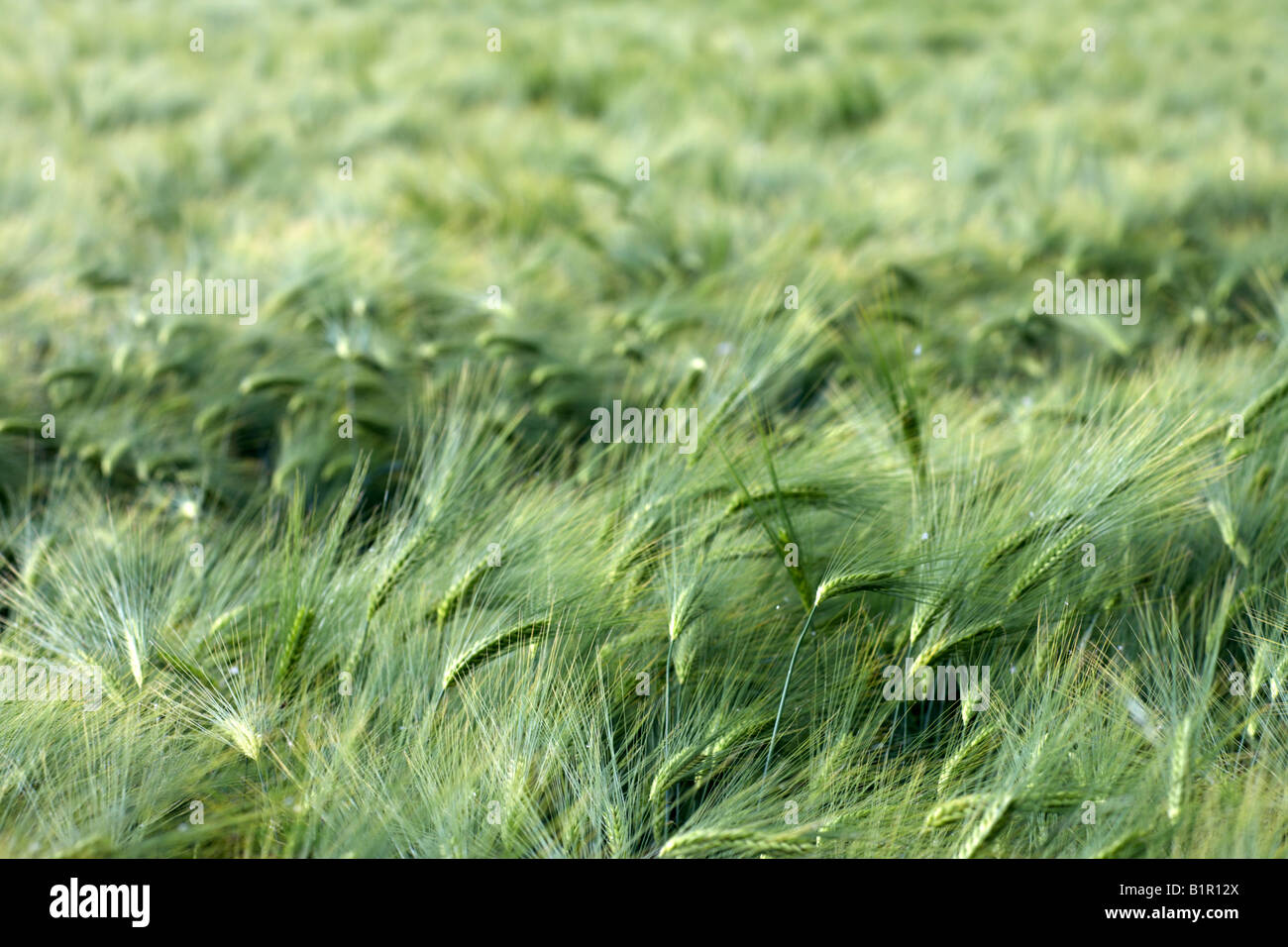 Barley field whisky hi-res stock photography and images - Alamy