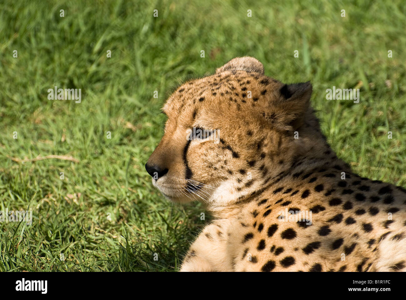 Cheetah in the shade Stock Photo - Alamy