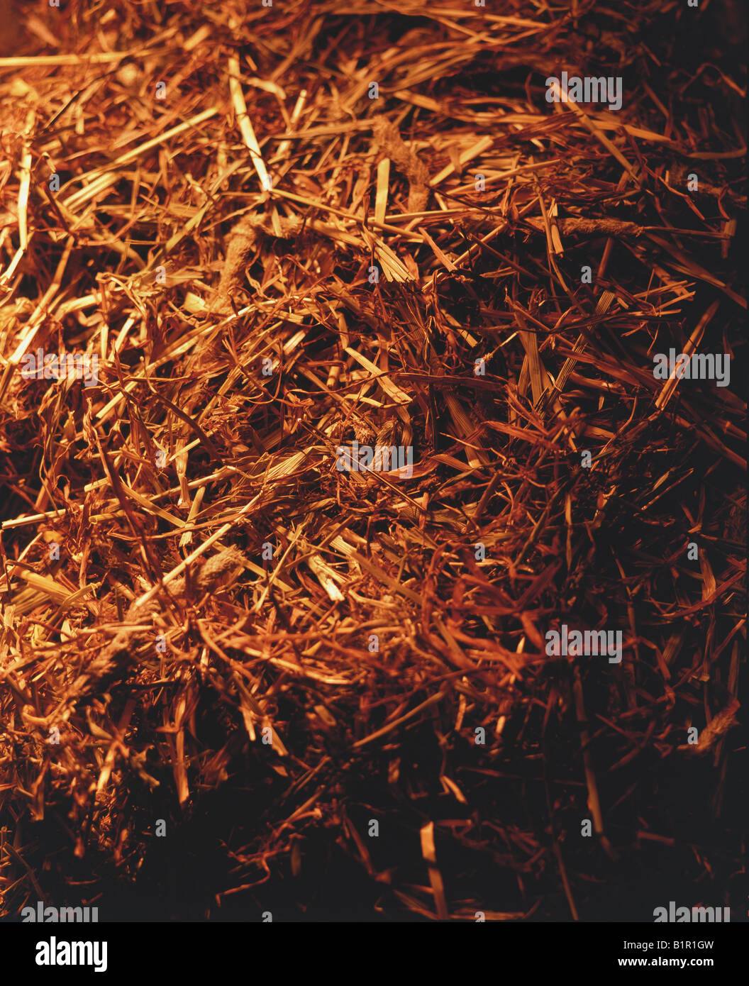 Needle in Haystack Stock Photo - Alamy