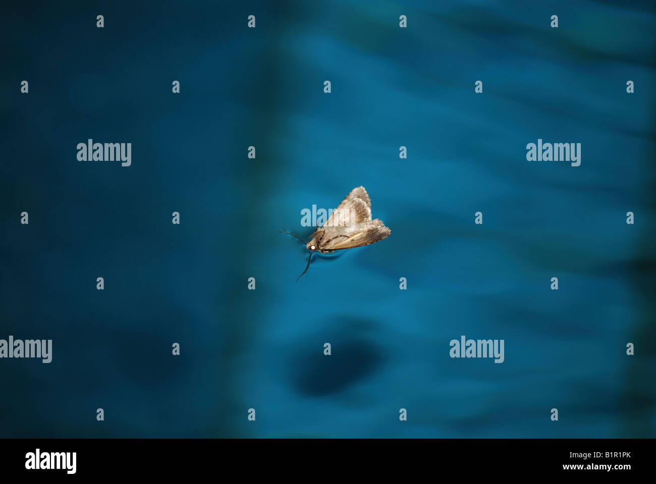 Moth lying on its back in a pool Stock Photo - Alamy