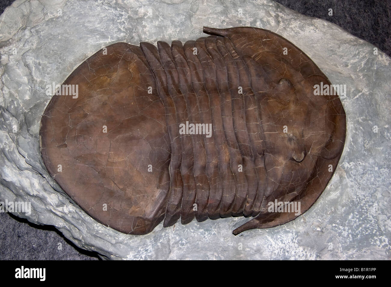 Trilobite, Isotelus maximus, Ohio 350, million years old Stock Photo ...