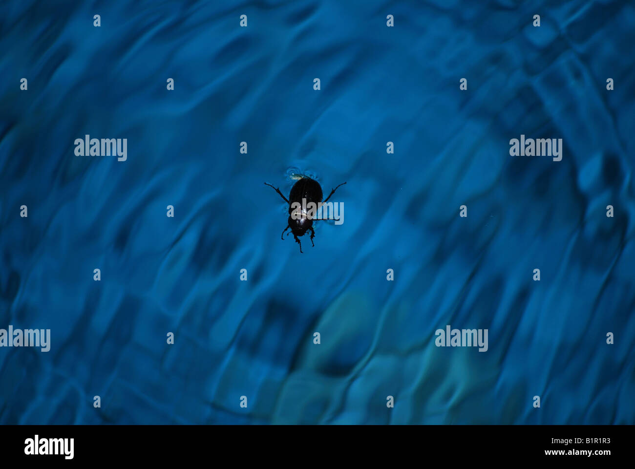 Black beetle insect in water Stock Photo - Alamy