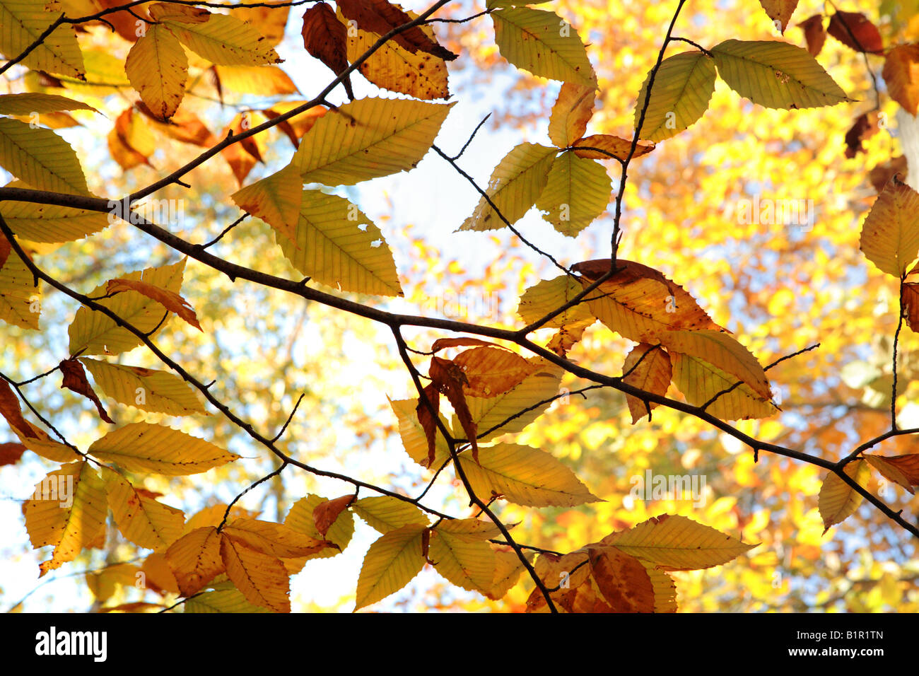 AUTUMN BEECH FAGUS GRANDIFOLIA FOLIAGE IN A FOREST IN NORTHERN DOOR ...