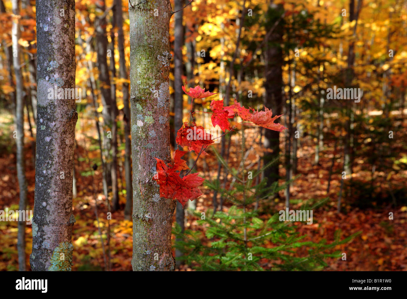 AUTUMN FOREST NEAR ELLISON BAY DOOR COUNTY WISCONSIN USA Stock Photo ...