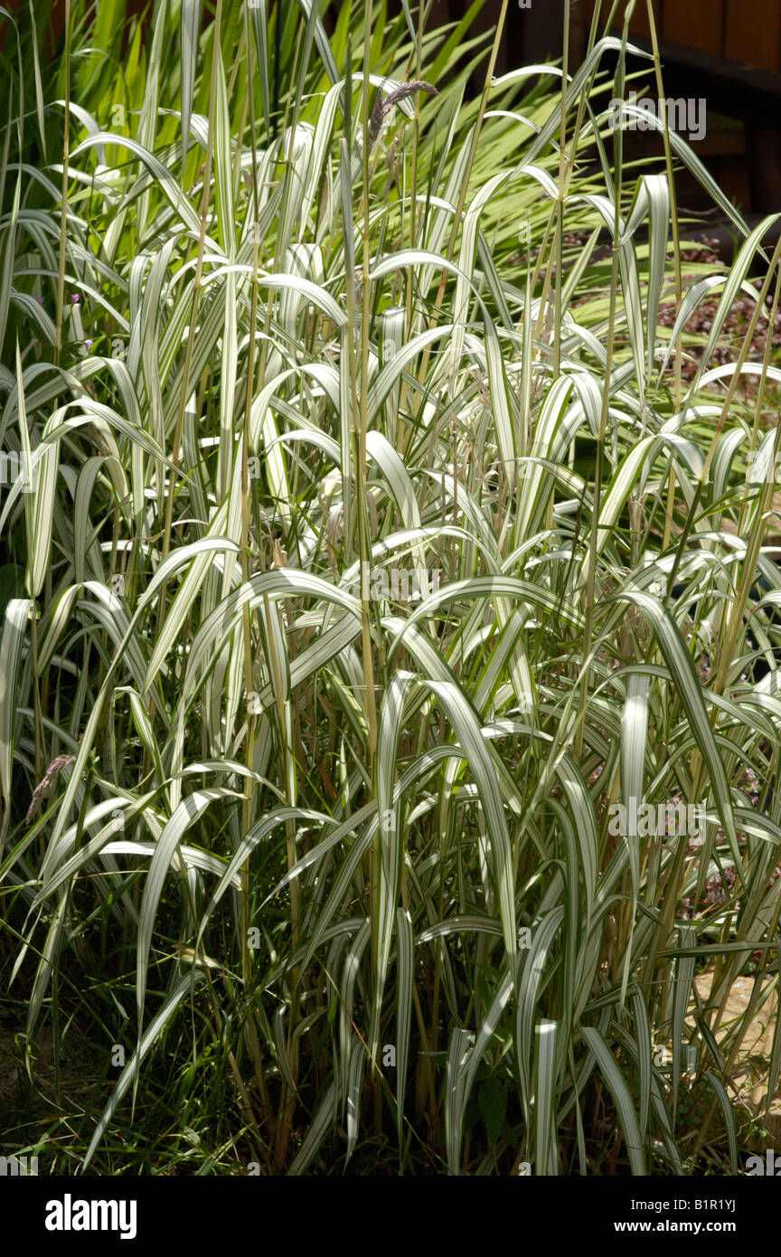 Cream green stripes hi-res stock photography and images - Alamy