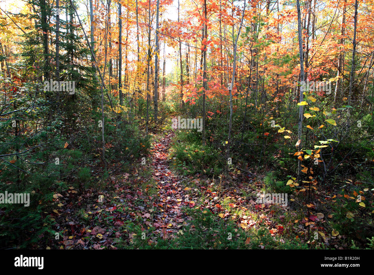 TRAIL IN A FOREST IN AUTUMN IN DOOR COUNTY WISCONSIN NEAR ELLISON BAY ...